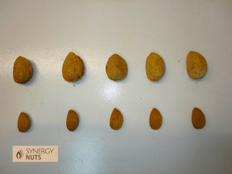 Variedad de Almendros GUARA: Características y propiedades